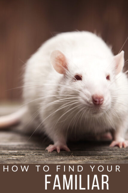 How To Find Your Familiar - Magic Animal Guide