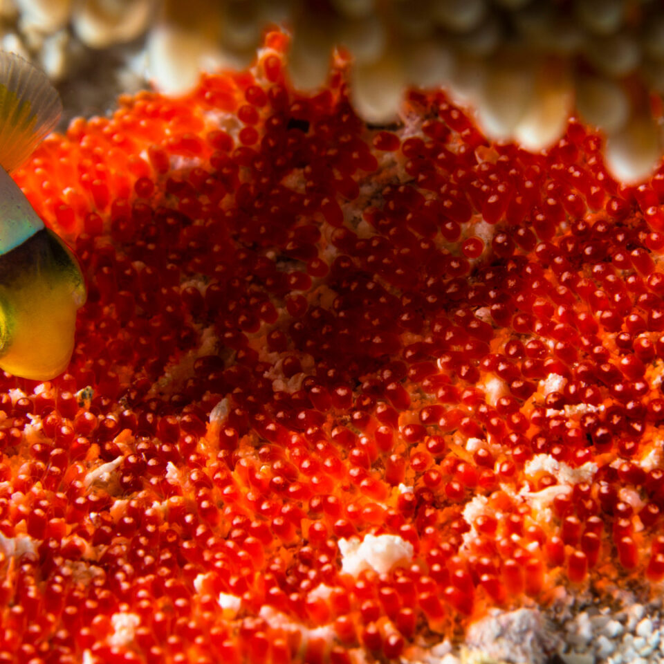 How To Protect Fish Eggs In An Aquarium