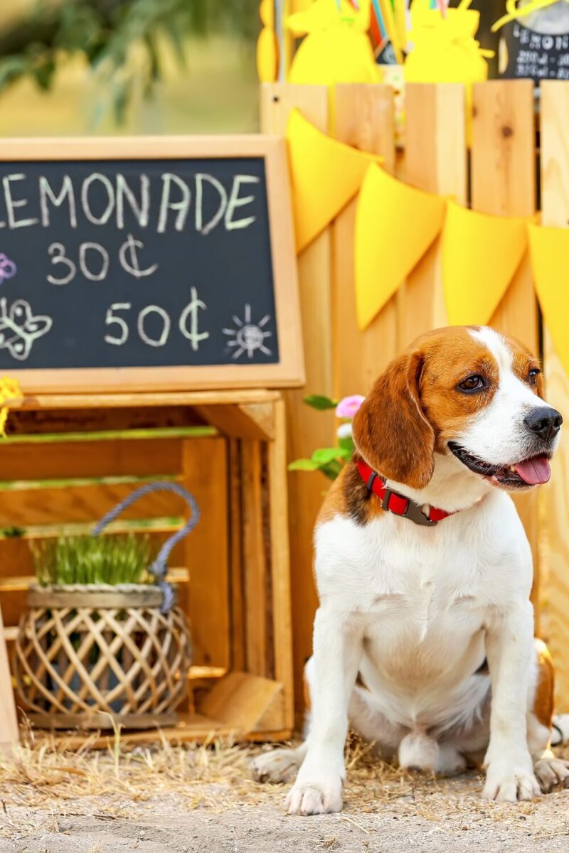 50 Creative Names For Lemonade Stands
