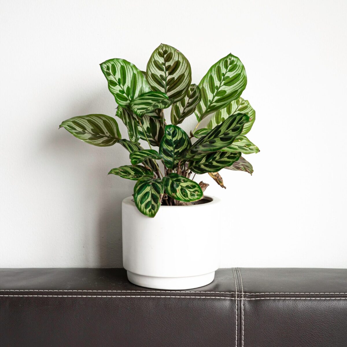 20 Pet Safe Plants That Are Non Toxic To Animals