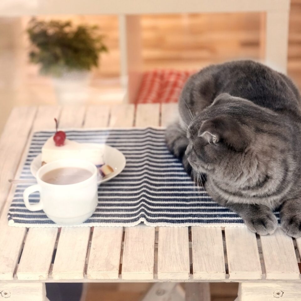 25+ Cat Cafes To Visit Around The United States
