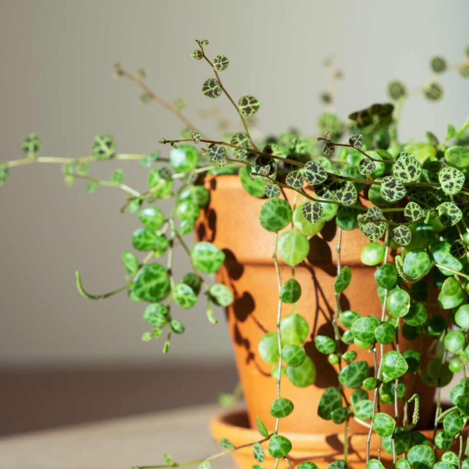 20 Pet Safe Plants That Are Non Toxic To Animals