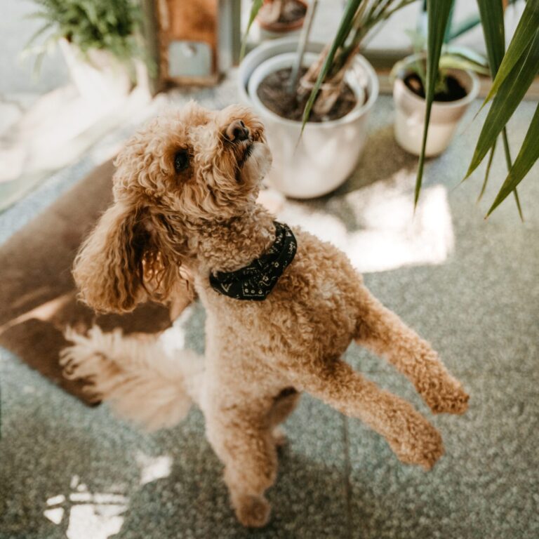 20 Pet Safe Plants That Are Non-Toxic To Animals