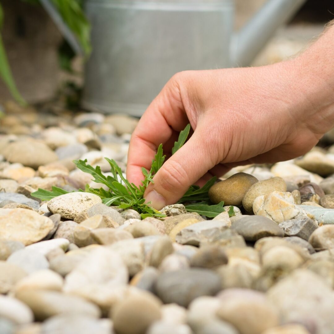 How To Remove Weeds In Rock Gardens And Rock Paths