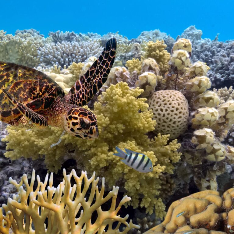 Ocean Trivia For Kids - Over 100 Questions For Family Quiz Night