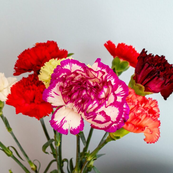 What Do Carnations Symbolize?
